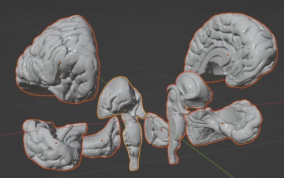 3D Model of Human Brain 3D model | CGTrader