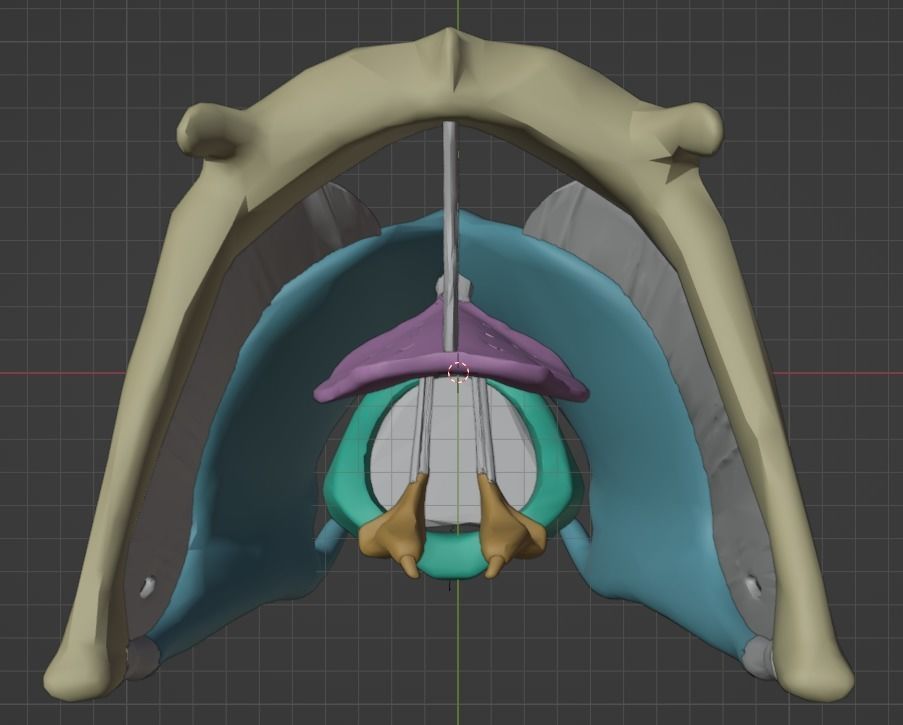 3D Model of Larynx 3D model 3D printable | CGTrader