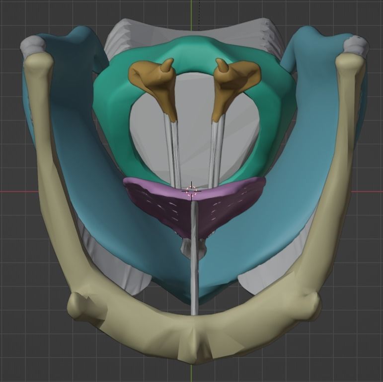 3D Model of Larynx 3D model 3D printable | CGTrader