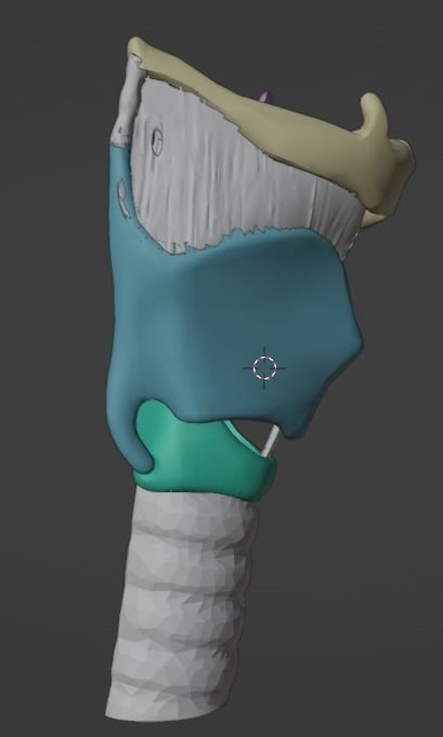 3D Model of Larynx 3D model 3D printable | CGTrader