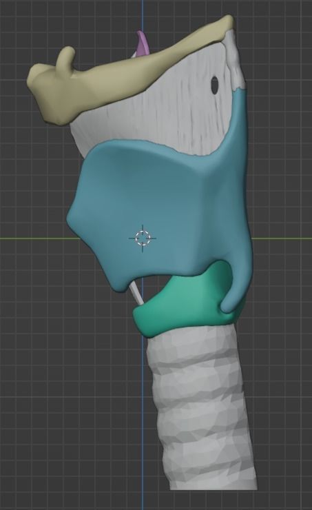 3D Model of Larynx 3D model 3D printable | CGTrader