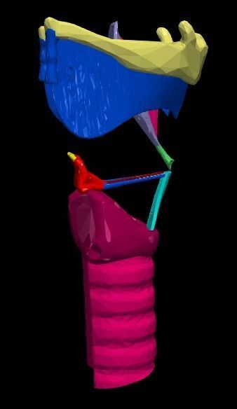 3D Model of Larynx 3D model 3D printable | CGTrader