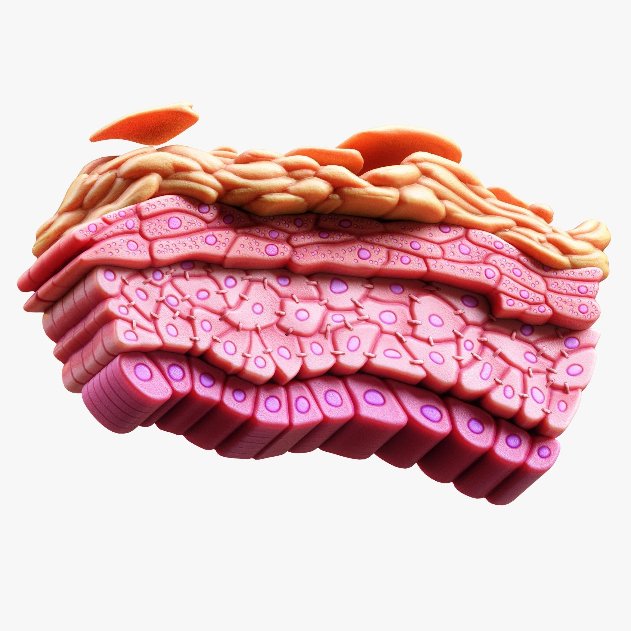 Epidermis Cross Section Anatomy 3D model | CGTrader