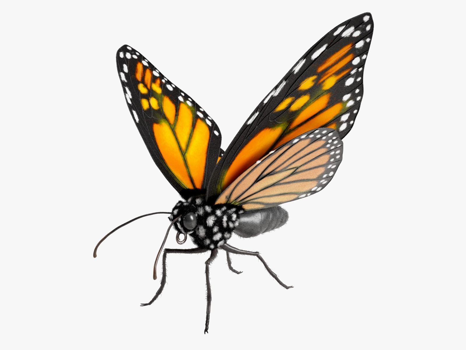 Ultimate Realistic Monarch Butterfly 3D model | CGTrader