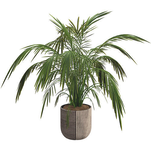 Decorative Palm tree in pot 108 3D model | CGTrader