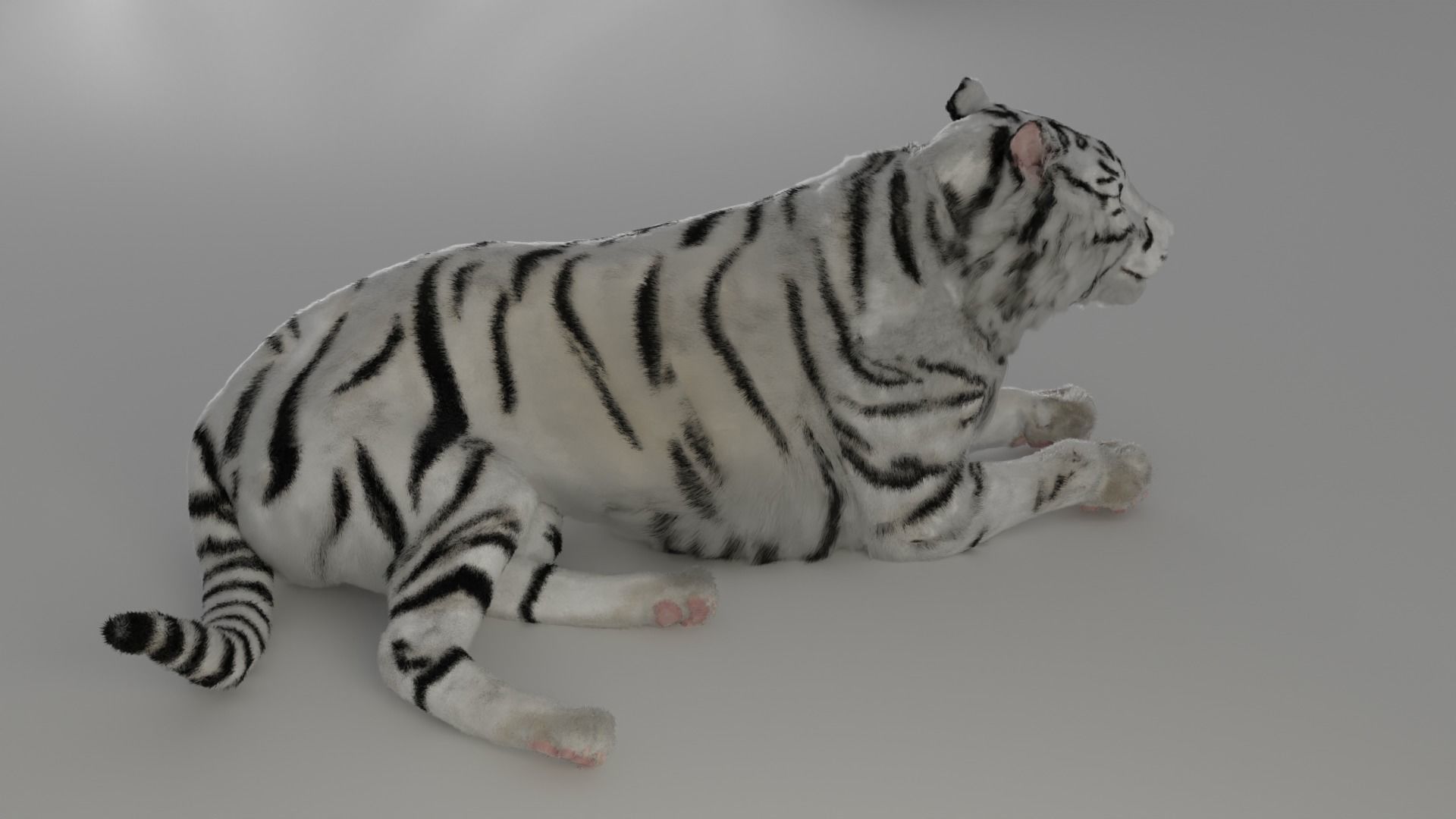 White tiger 3D model animated rigged | CGTrader