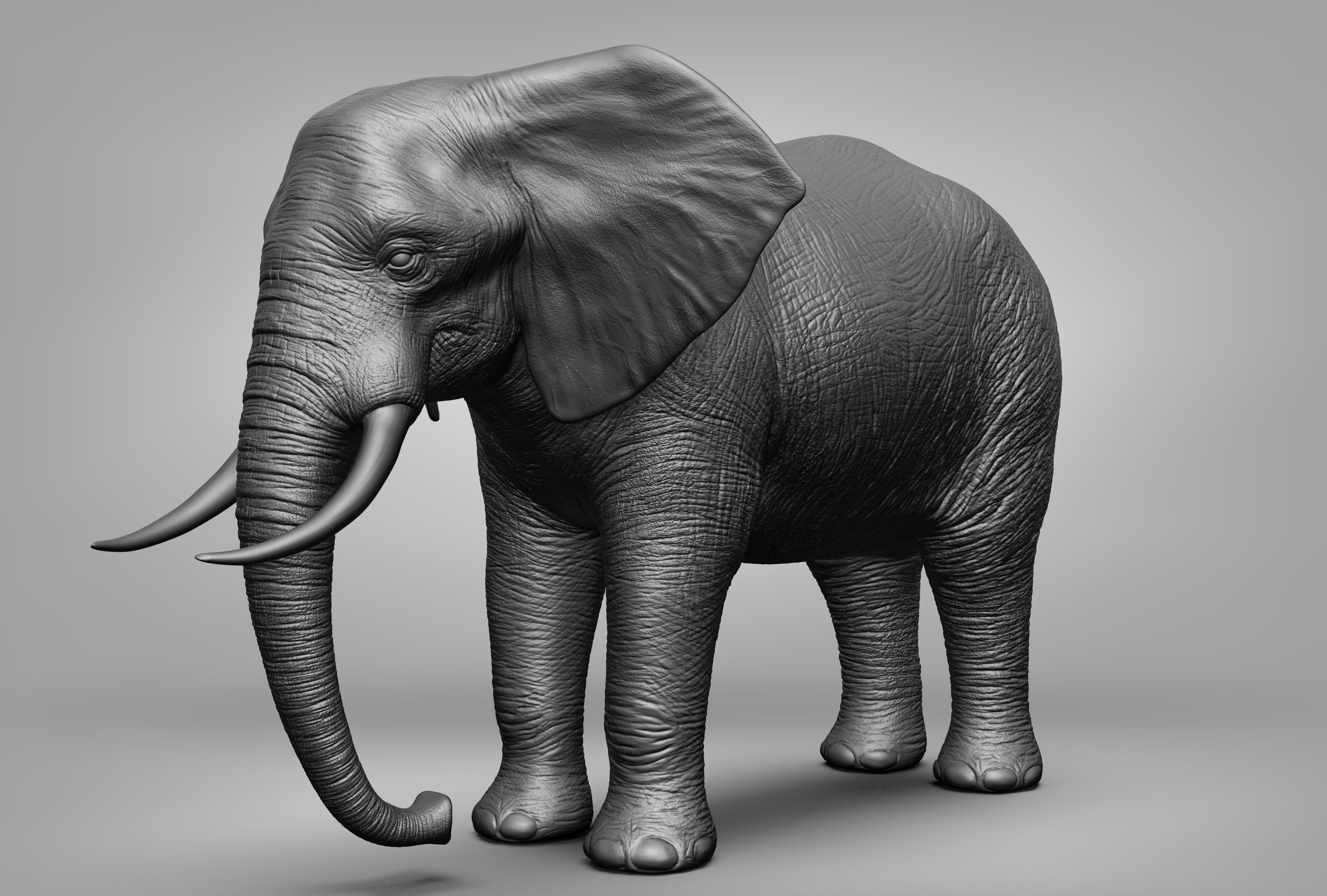 Wild animal collection 3D model | CGTrader