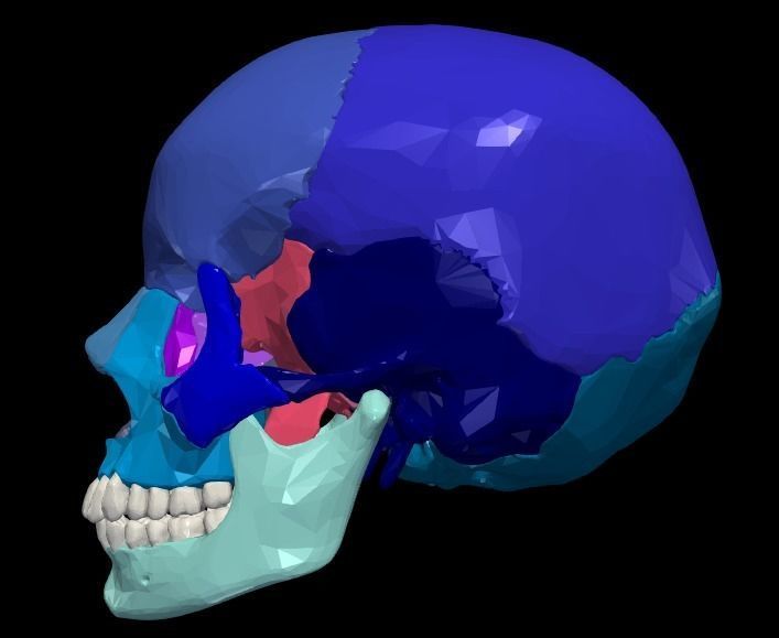 3D Model of Skull Bones 3D model 3D printable | CGTrader