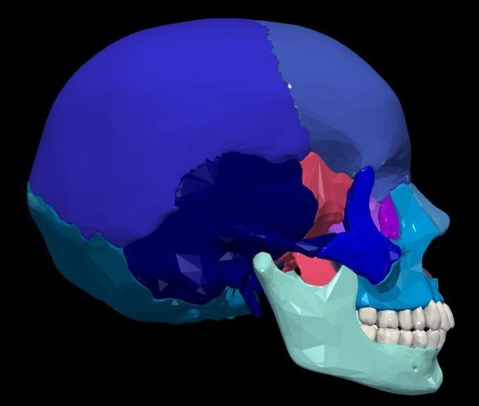 3D Model of Skull Bones 3D model 3D printable | CGTrader