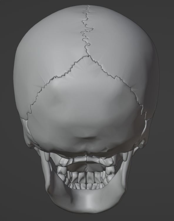 3D Model of Skull Bones 3D model 3D printable | CGTrader