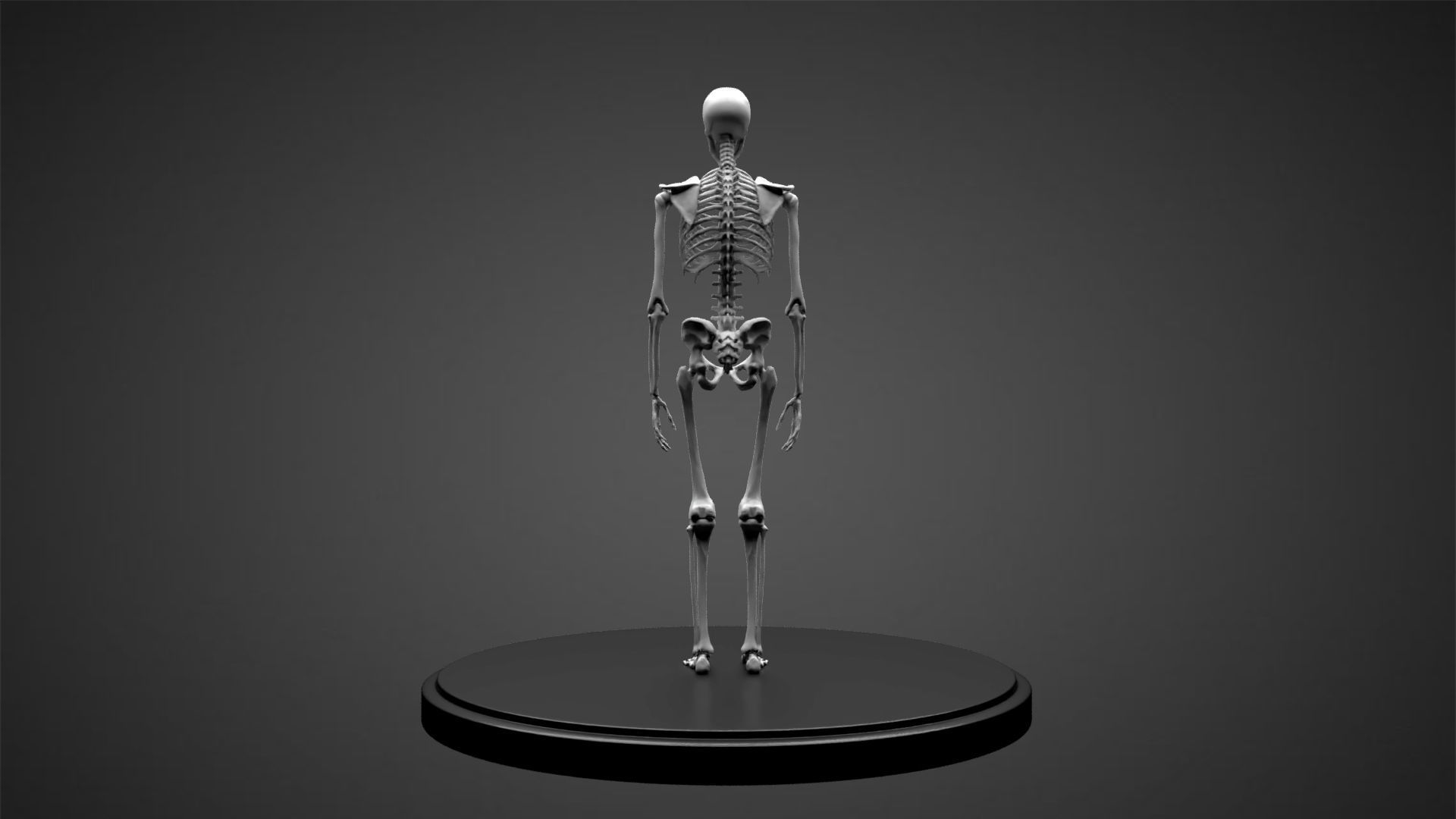 Skeleton High Poly 3D model | CGTrader