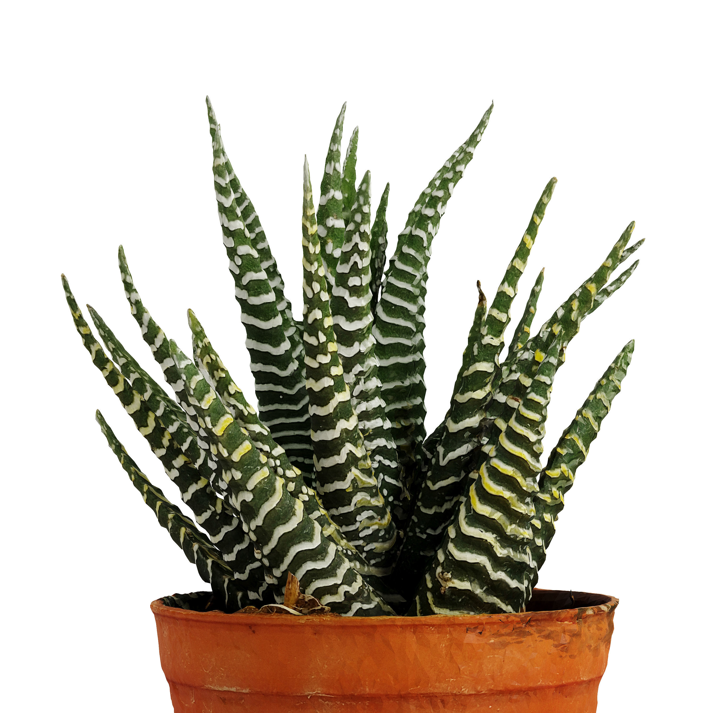 Plant Decor - Photogrammetry 3D model | CGTrader