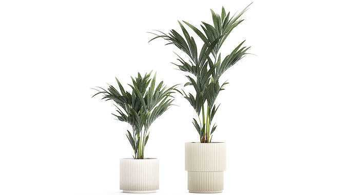 Beautiful Howea palm tree in a flower pot for decoration 1291 3D model ...