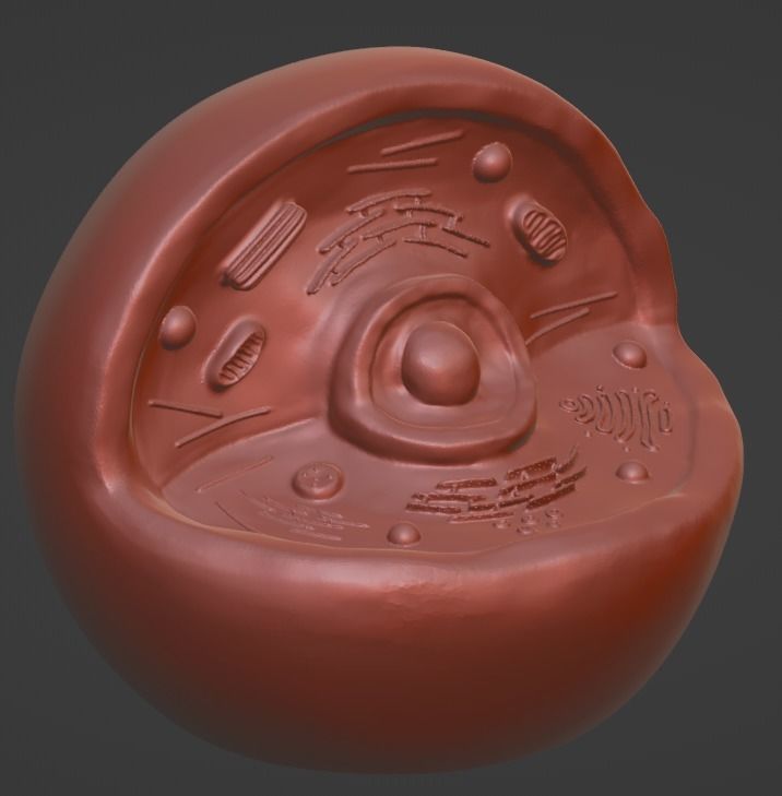 Animal cell 3D model 3D printable | CGTrader
