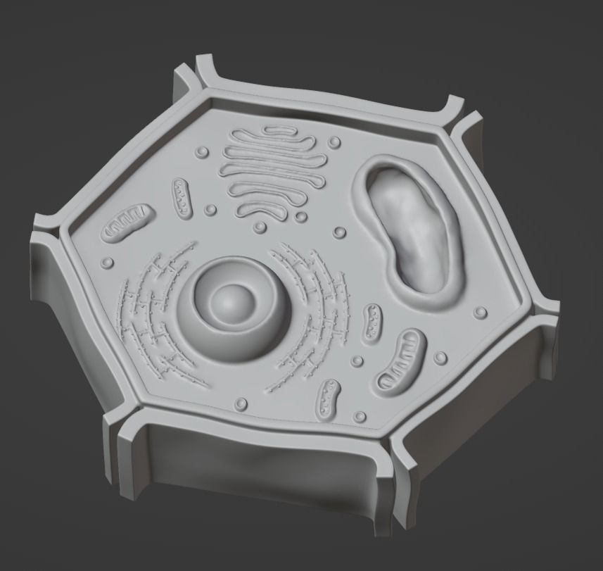 Plant cell - Celula vegetal 3D model 3D printable | CGTrader