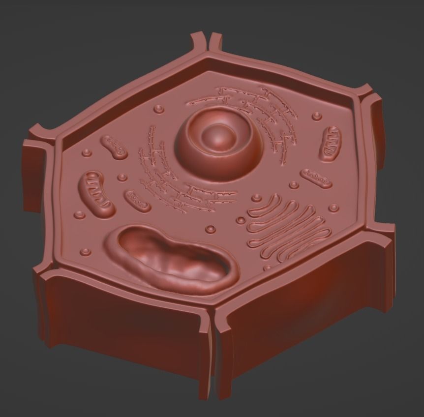 Plant cell - Celula vegetal 3D model 3D printable | CGTrader