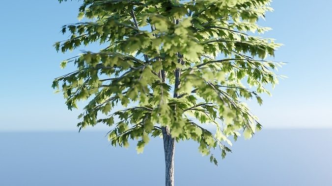 3D model Green Maple Tree realistic 3D model VR / AR / low-poly | CGTrader