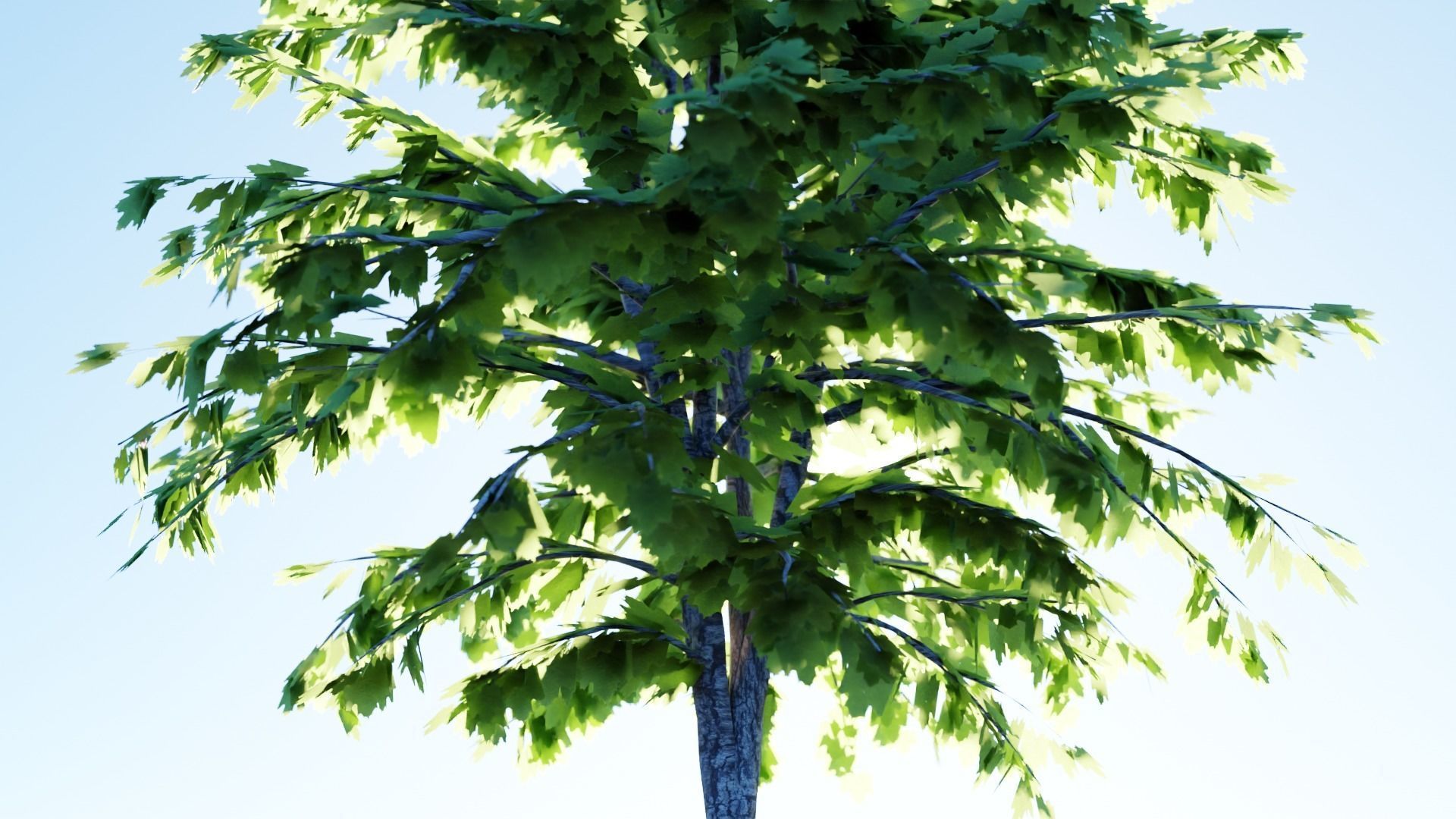 3D model Maple Tree Pack - Realistic Tree 3d Model VR / AR / low-poly ...
