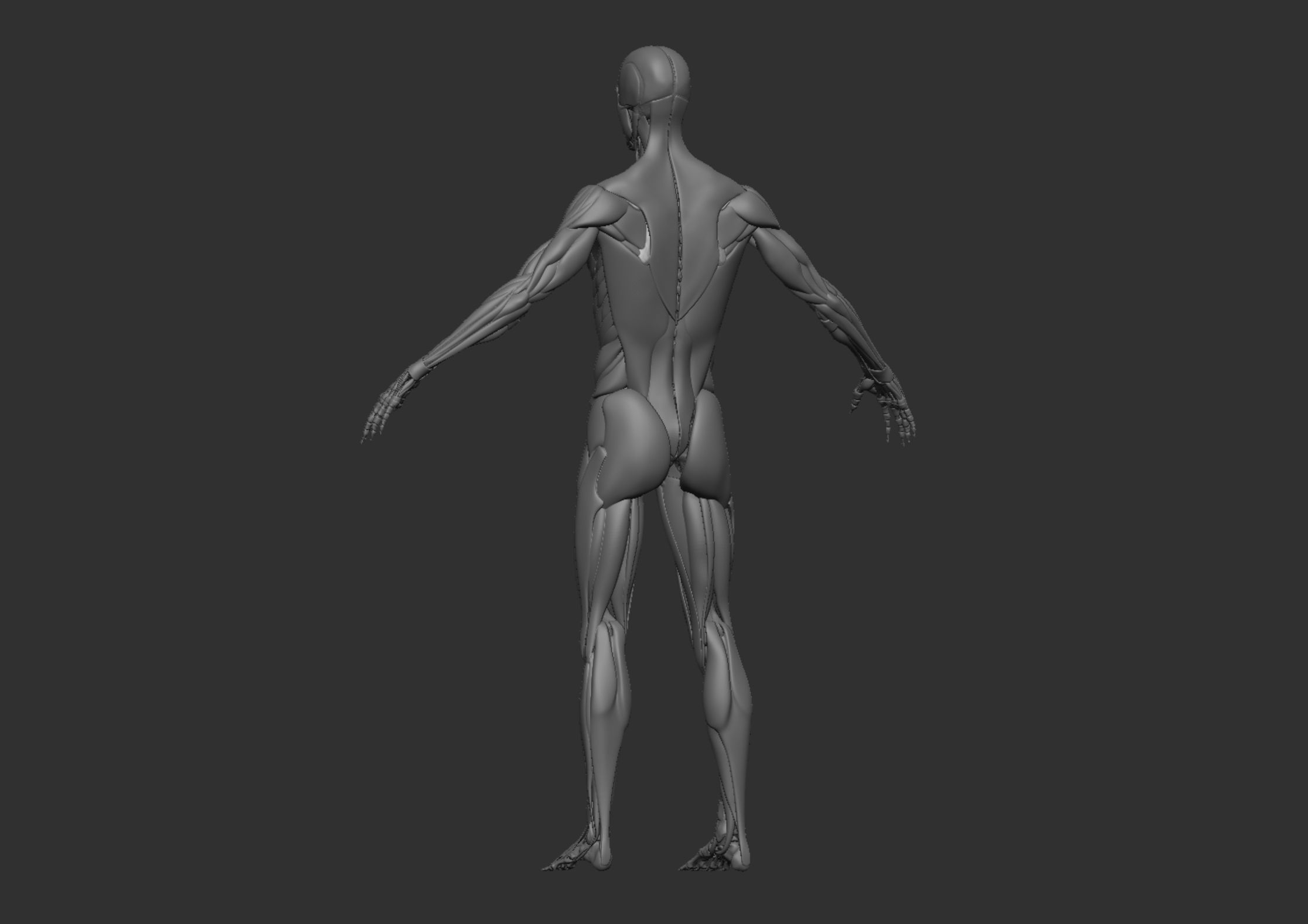 Anatomy 3D model | CGTrader