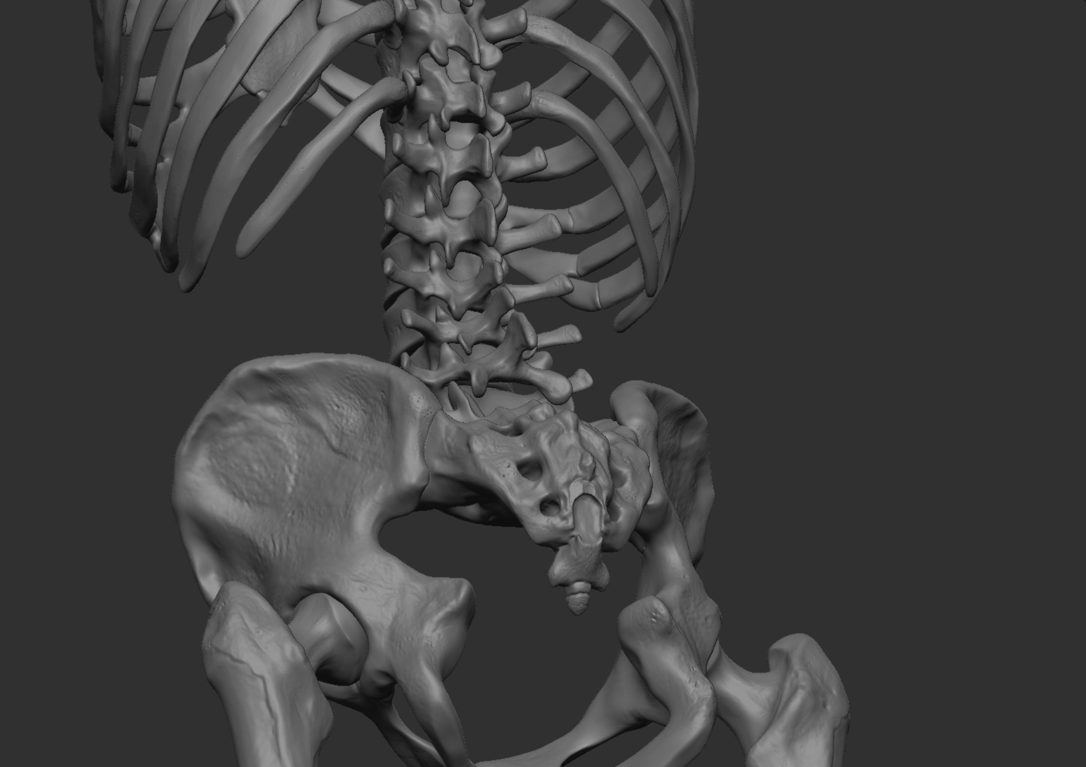 Anatomy 3D model | CGTrader