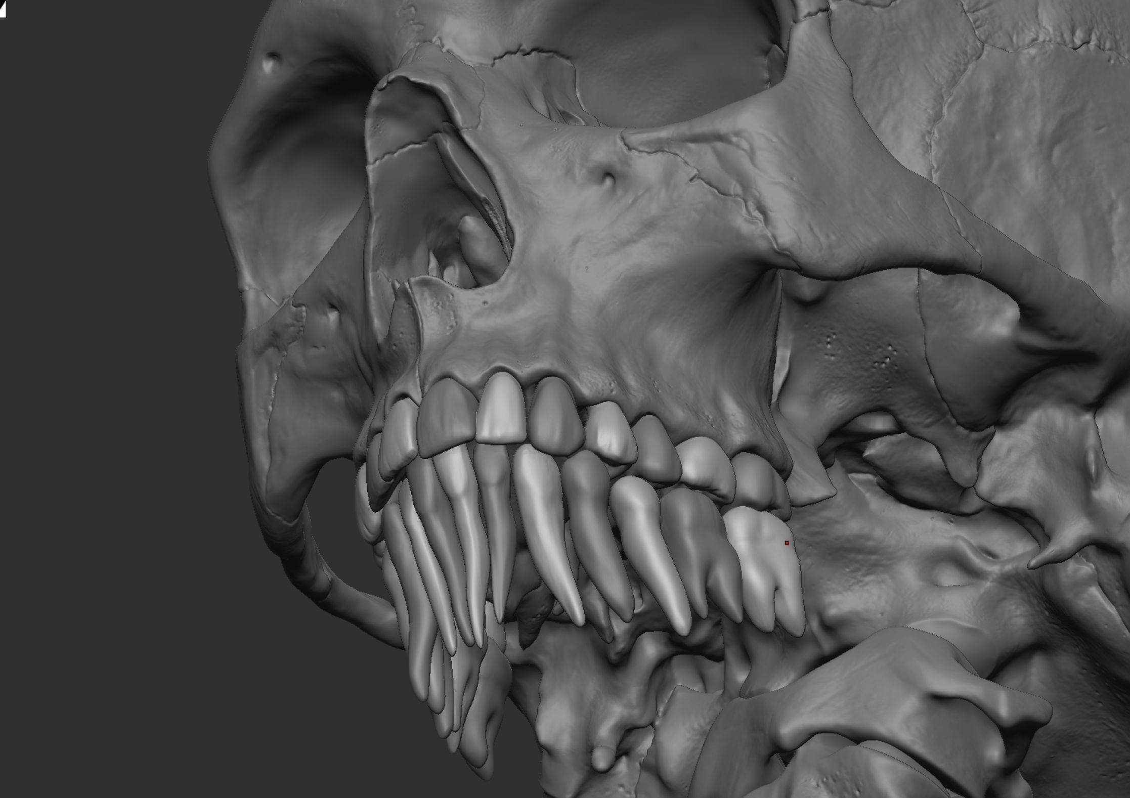 Anatomy 3D model | CGTrader
