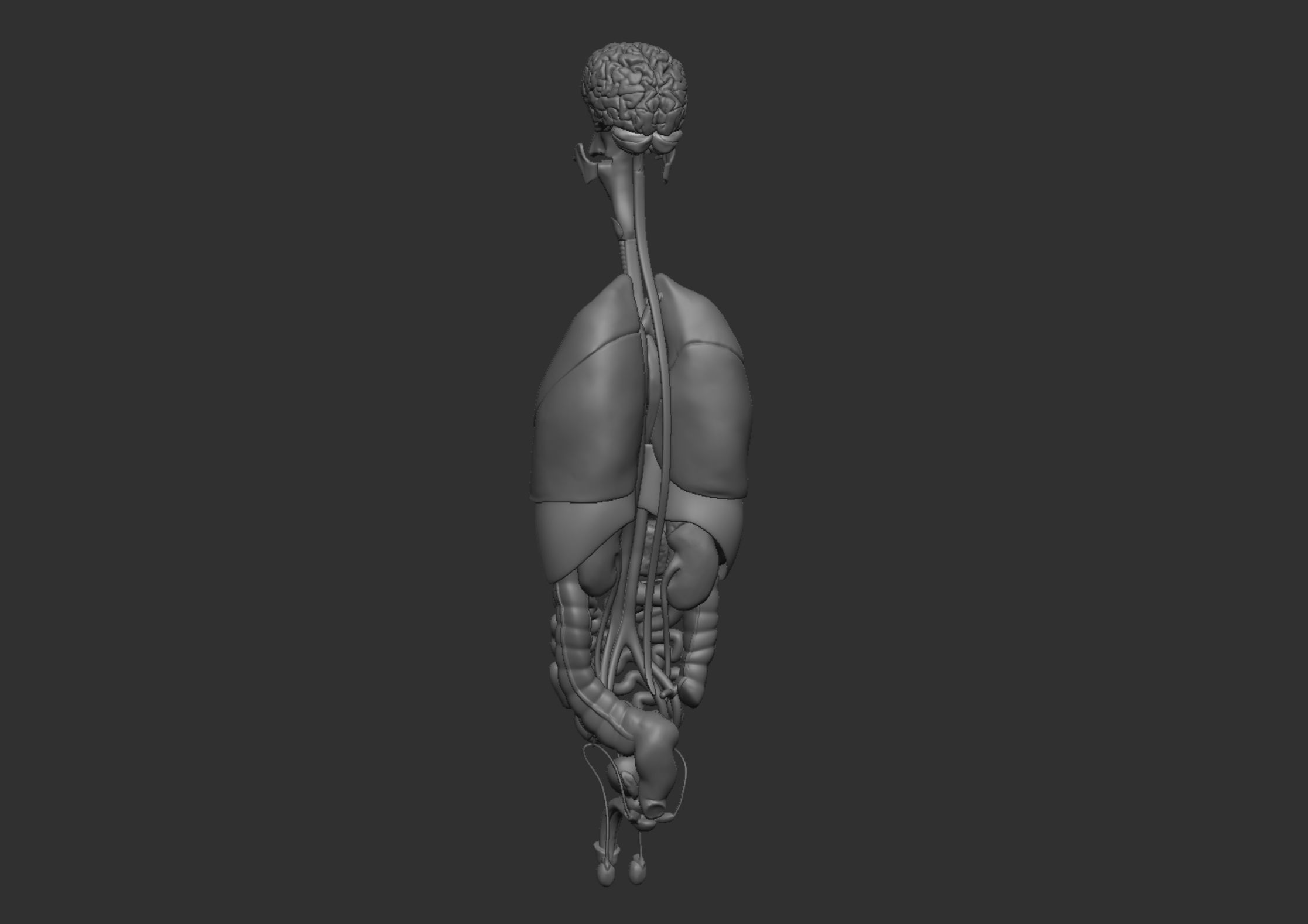 Anatomy 3D model | CGTrader