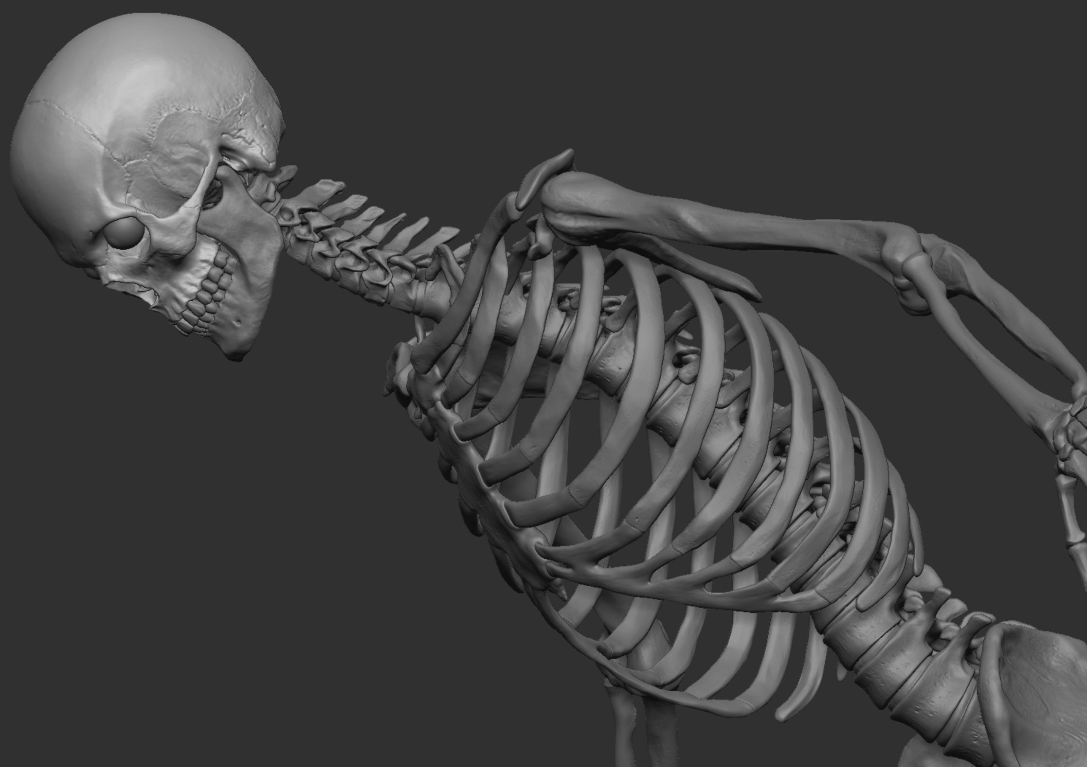 Anatomy 3D model | CGTrader