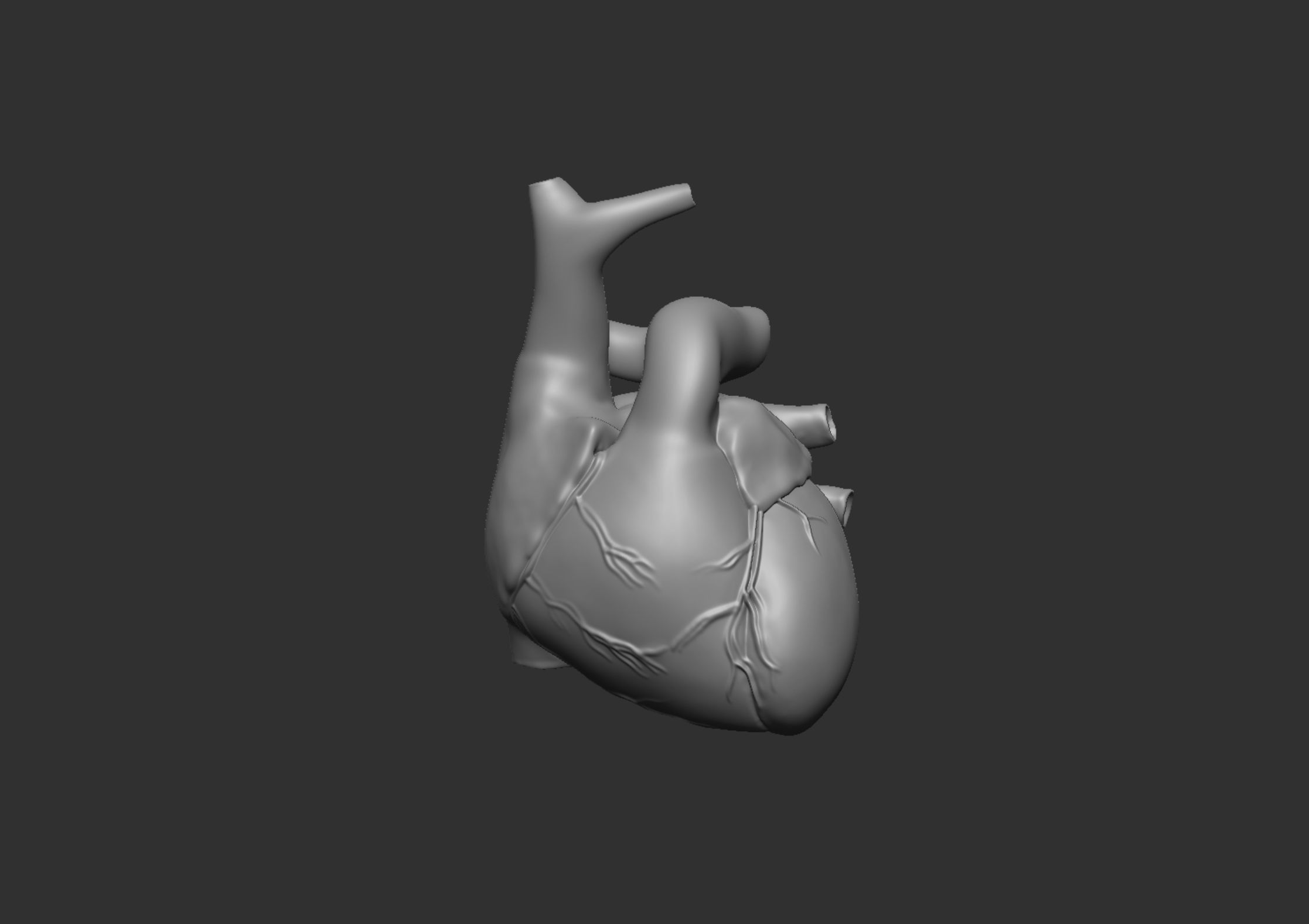 Anatomy 3D model | CGTrader