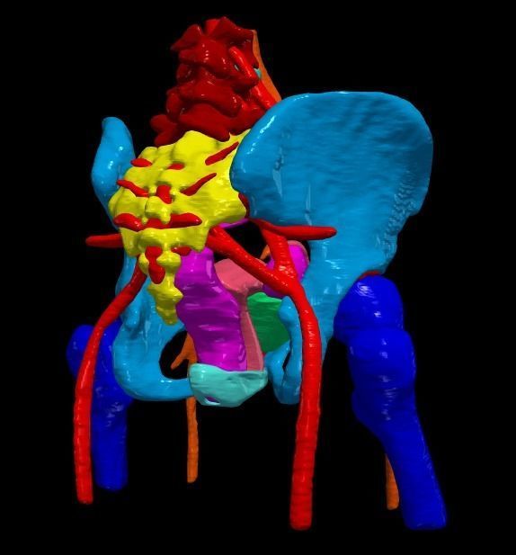 3D Model of Pelvis and Blood Supply 3D model 3D printable | CGTrader