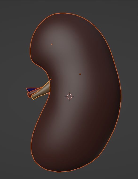 3D Model of Kidneys 3D model | CGTrader