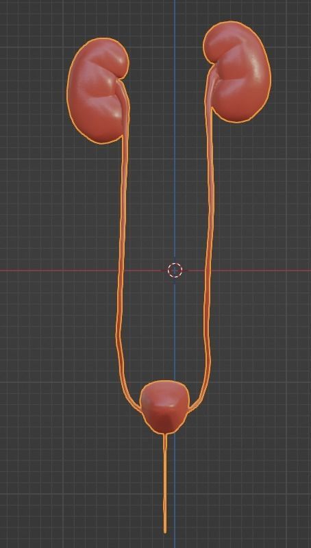 3D Model of Urinary System 3D model | CGTrader