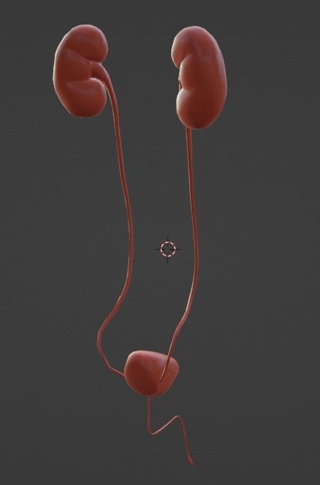3D Model of Urinary System 3D model | CGTrader