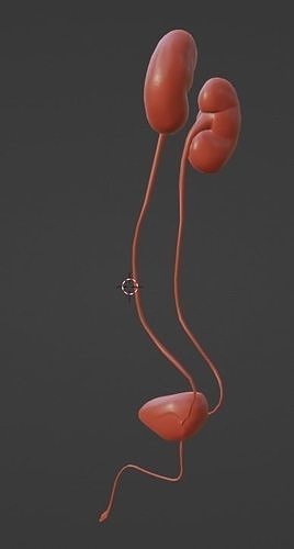 3D Model of Urinary System 3D model | CGTrader