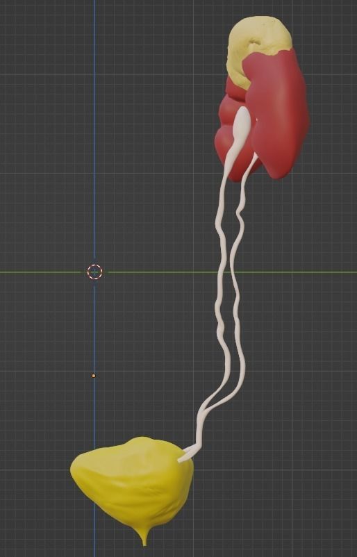 3D Model of Urinary System v2 3D model | CGTrader