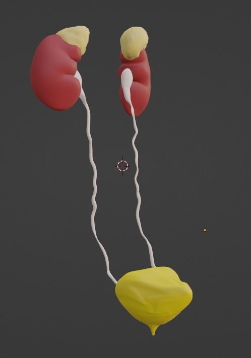 3D Model of Urinary System v2 3D model | CGTrader