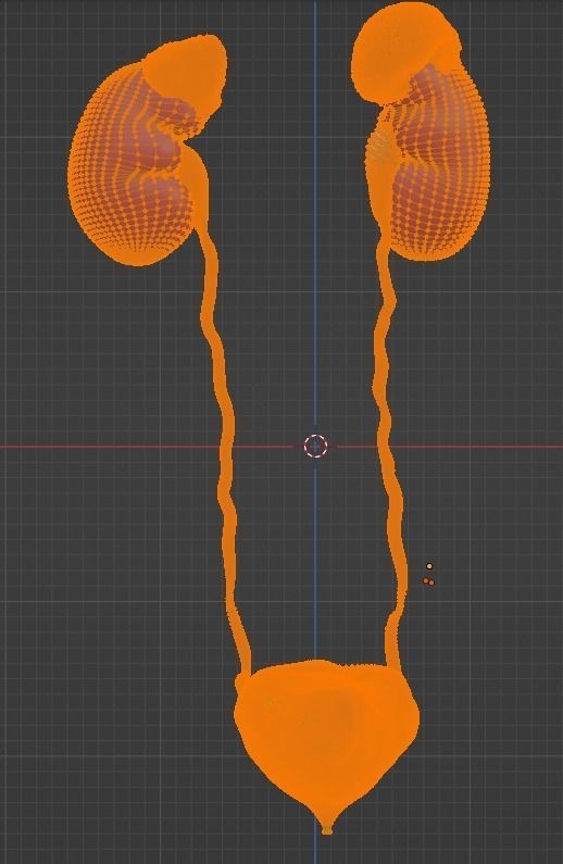 3D Model of Urinary System v2 3D model | CGTrader