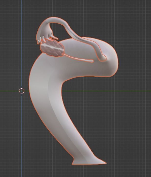 3D Model of Female Reproductive System 3D model | CGTrader