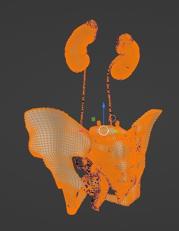 3D Model of Female Reproductive Urinary System Hip and Sacrum 3D model ...