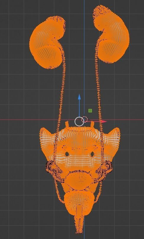 3D Model of Female Reproductive Urinary System Hip and Sacrum 3D model ...