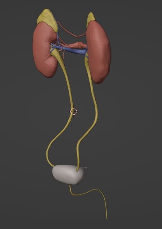 3D Model of Renal System 3D model | CGTrader