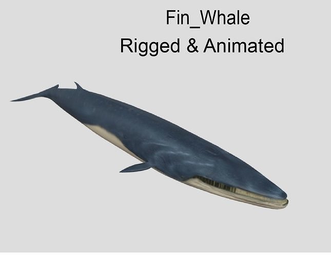 3D model Fin-Whale Animated Low-poly VR / AR / low-poly | CGTrader