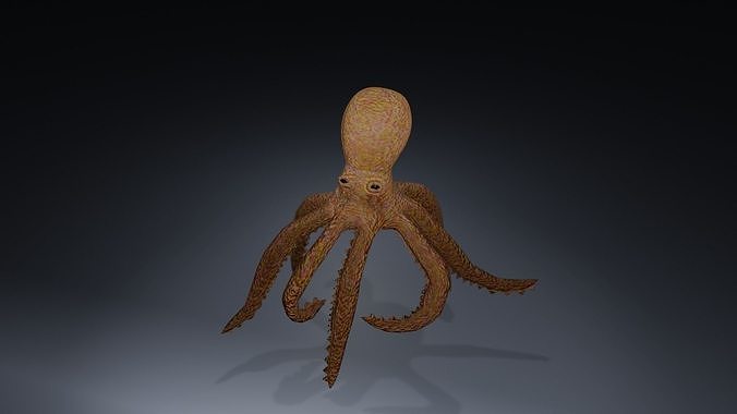 Blender Rigged Octopus 3D model animated rigged | CGTrader