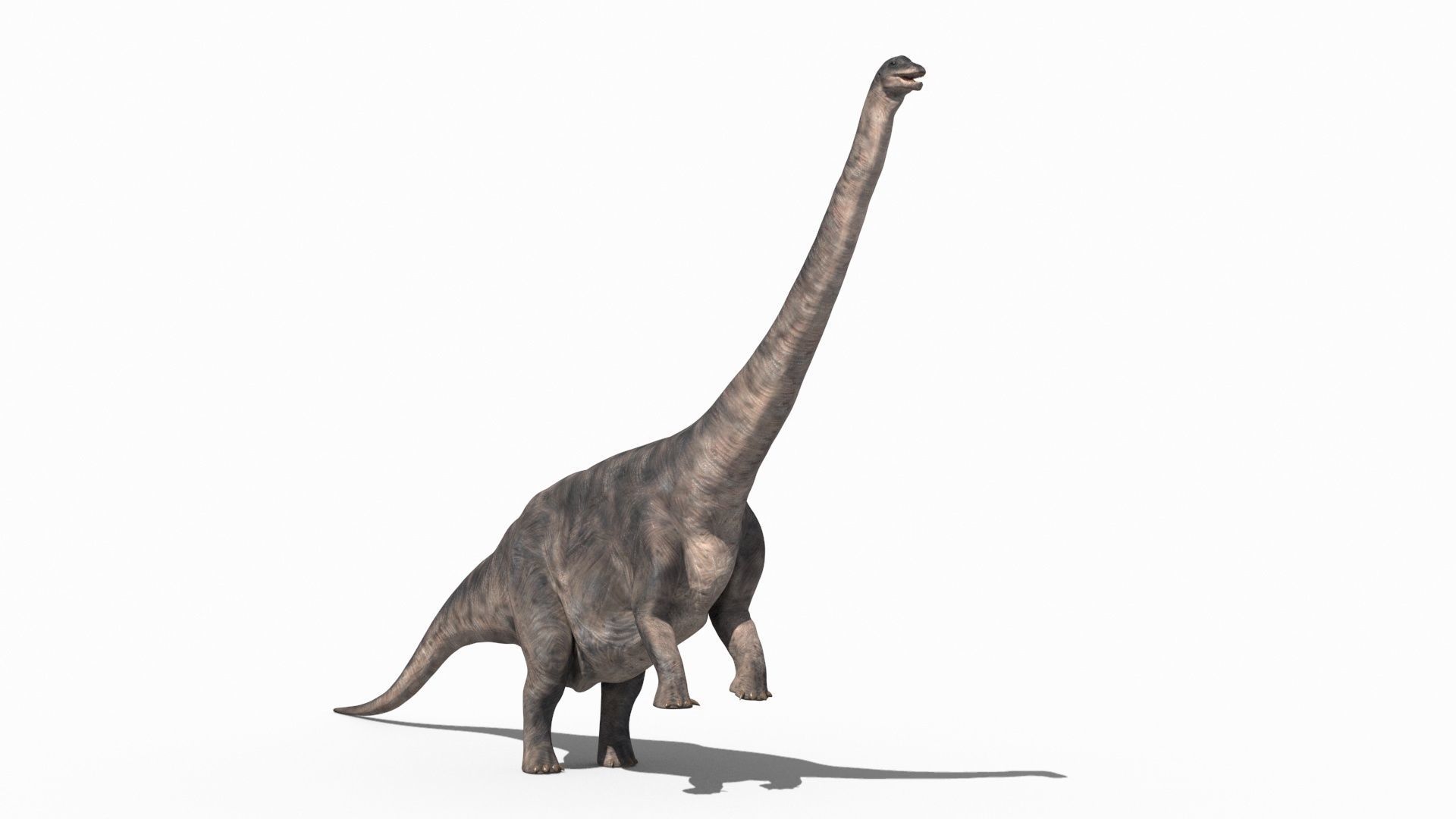 Apatosaur Forever - 8K 3D model animated rigged | CGTrader