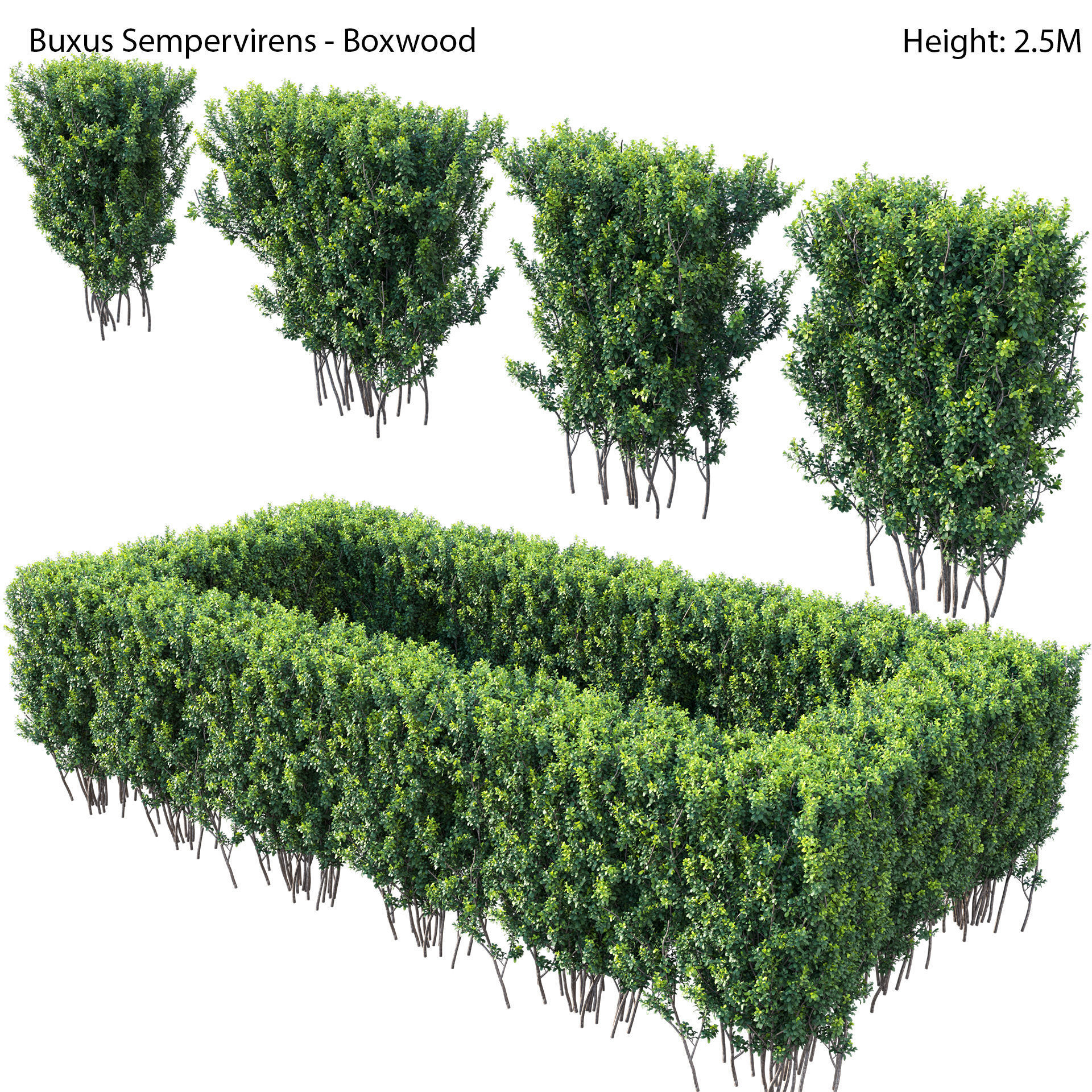 Buxus Sempervirens - Boxwood 03 3D model | CGTrader