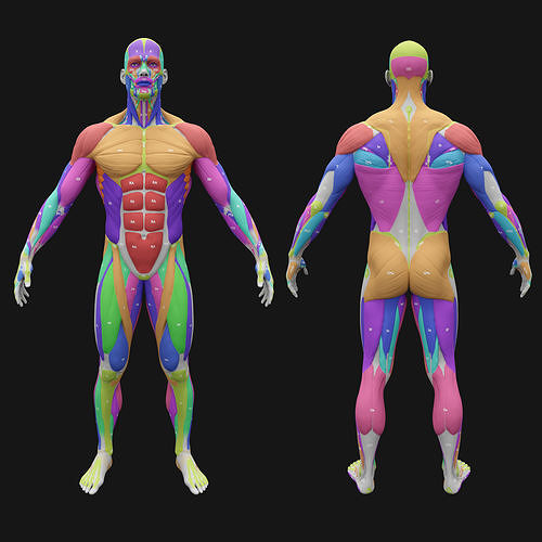 Male Human Anatomy 3D model | CGTrader
