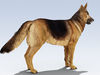 3D model German Shepherd Dog Rig VR / AR / low-poly | CGTrader