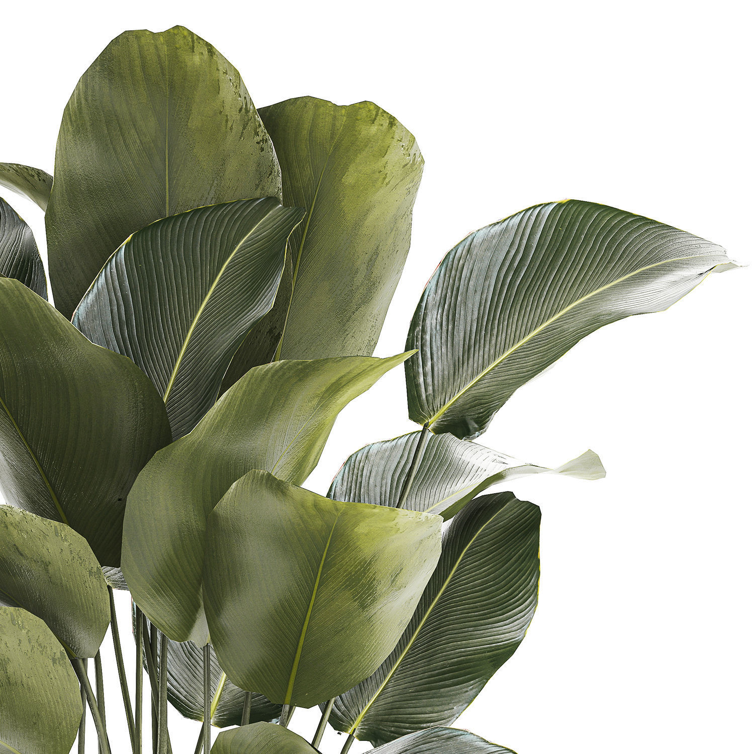 Beautiful plant Calathea lutea palm tree in a pot 1300 3D model | CGTrader