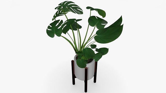 3D model Monstera Pot VR / AR / low-poly | CGTrader