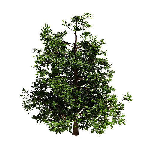 Small Tree 3D model | CGTrader