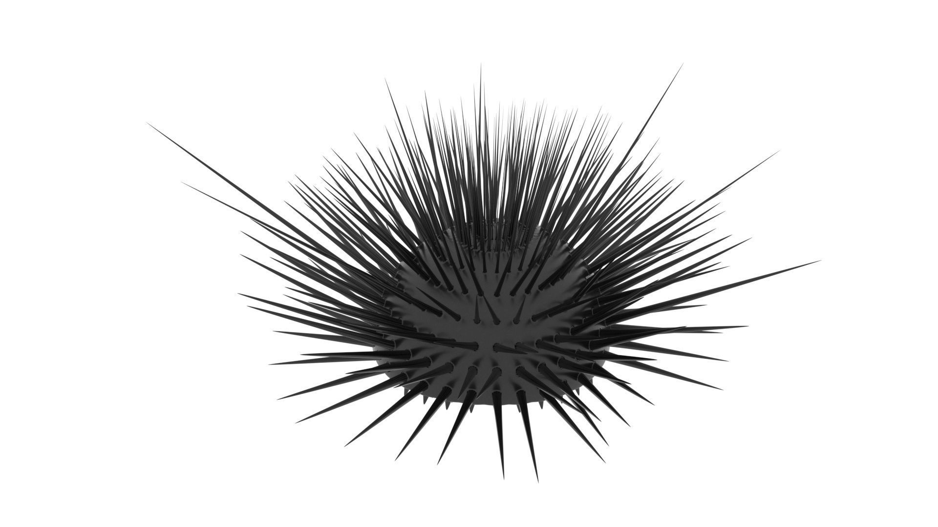 Sea Urchin 3D model | CGTrader
